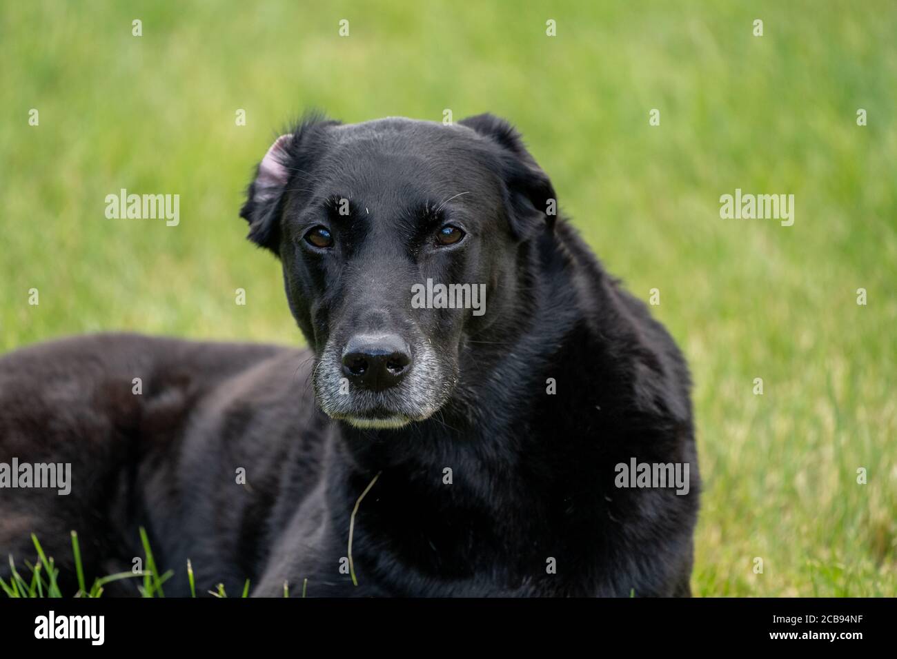 Flipped ears hi-res stock photography and images - Alamy