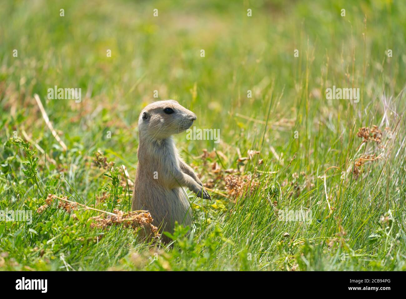 Adorable prairie dog stands on its haunches and hind legs to look ...