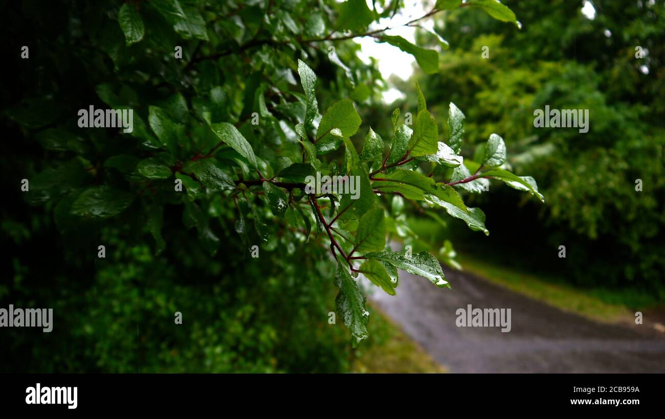 Closeup shot of a tree during a rainy day Stock Photo - Alamy