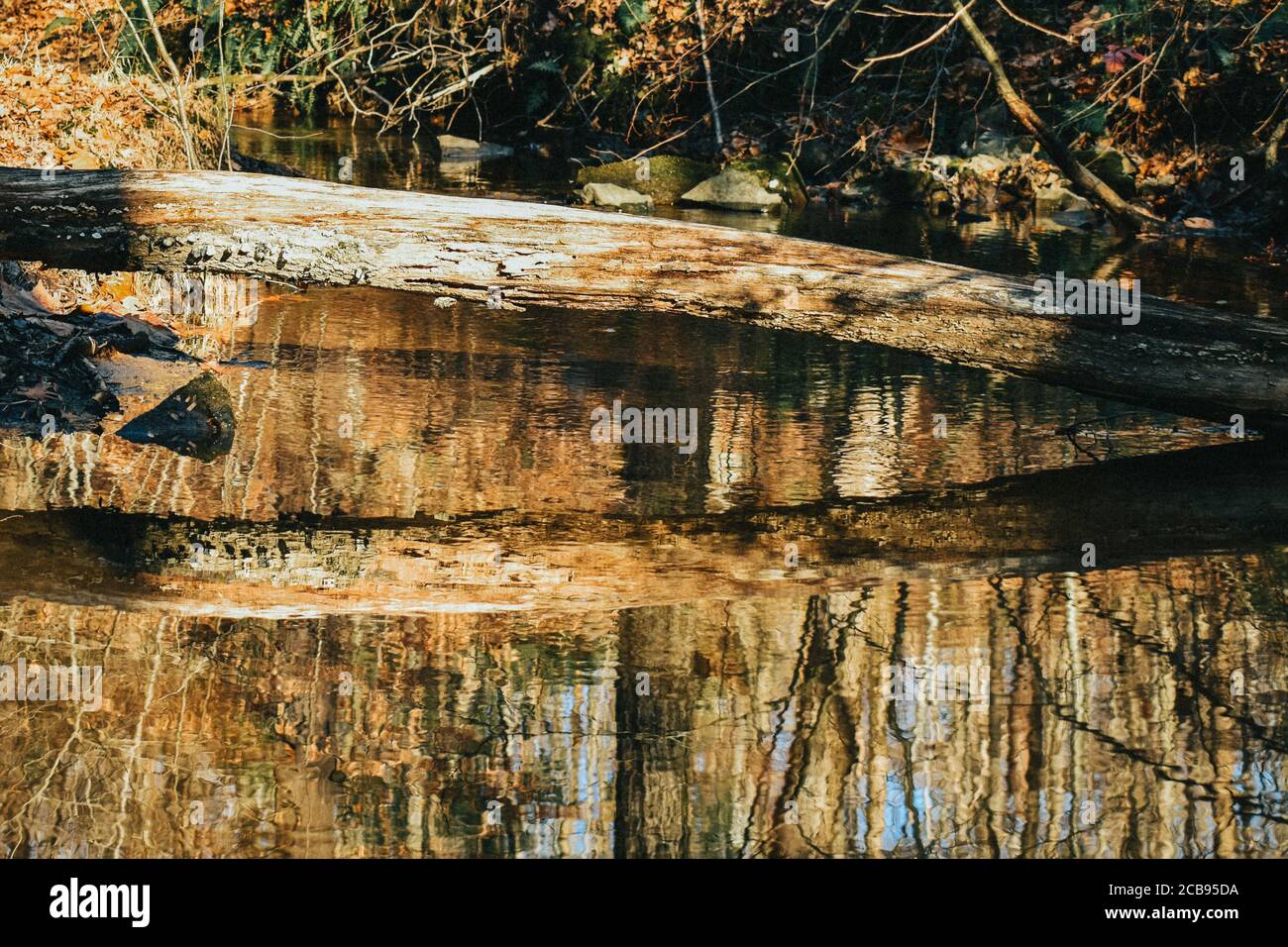 A Small Fallen Tree Over a Creek Cassting a Reflection of Itself Stock ...