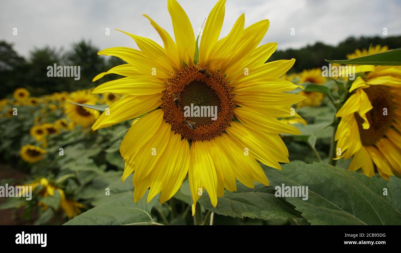 Closeup shot of sunflowers Stock Photo - Alamy