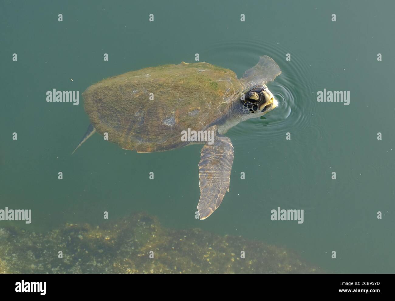 Brazil Rio de Janeiro - Sea turtle in Marina da Gloria Stock Photo - Alamy