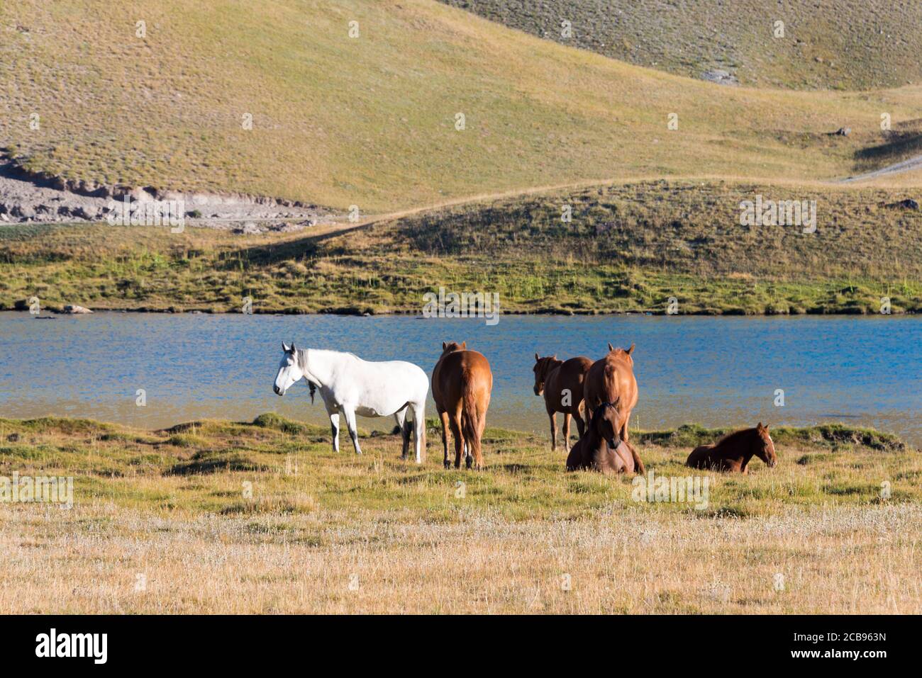 Osh, Kyrgyzstan - Morning Landscape of Tulpar Kol Lake in Alay Valley ...