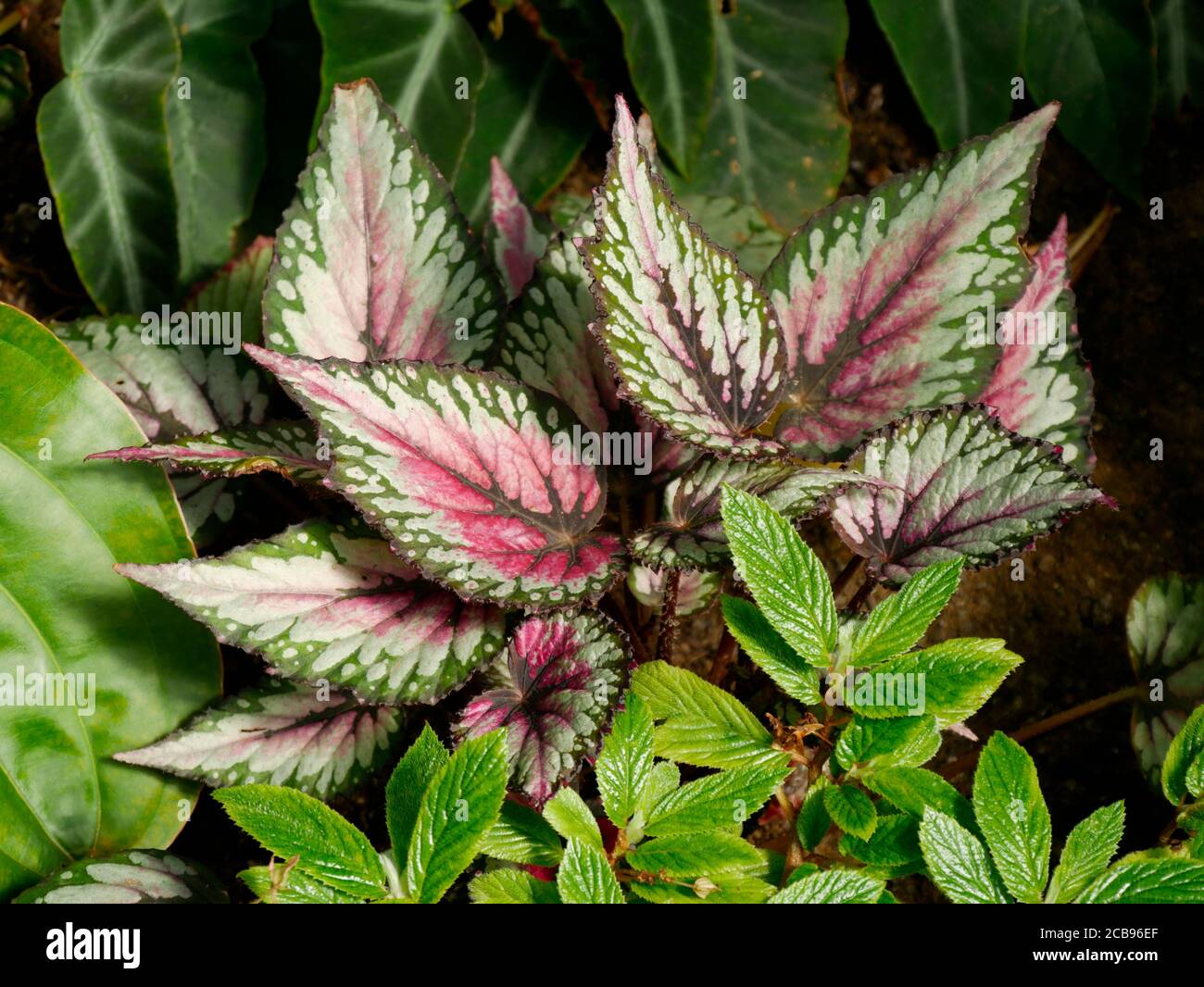 Close up shot of a begonia royale plant Stock Photo - Alamy