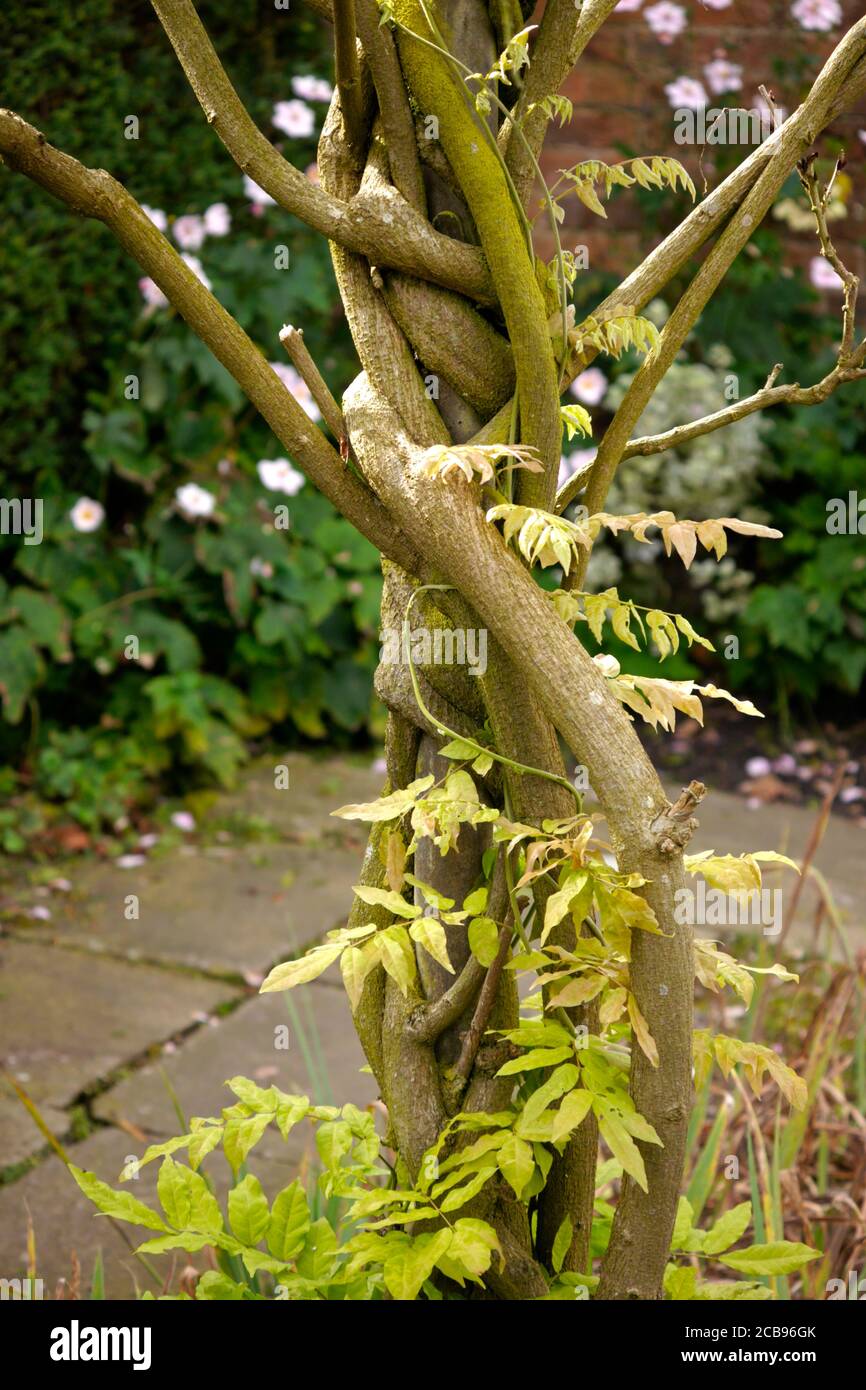 Vertical shot of a tree with braided branches Stock Photo - Alamy
