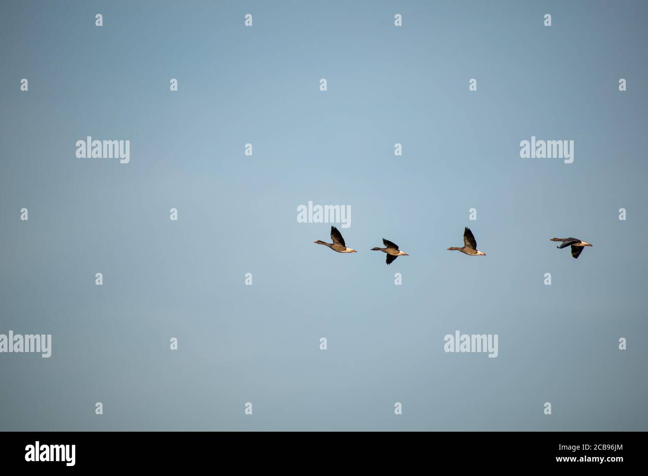 Beautiful shot of a flock of migrating geese in flight Stock Photo - Alamy