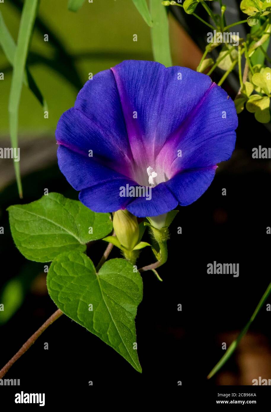 Morning Glory In Full Bloom High Resolution Stock Photography and ...
