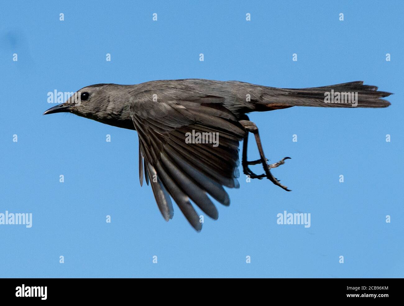 Catbird in flight hi-res stock photography and images - Alamy