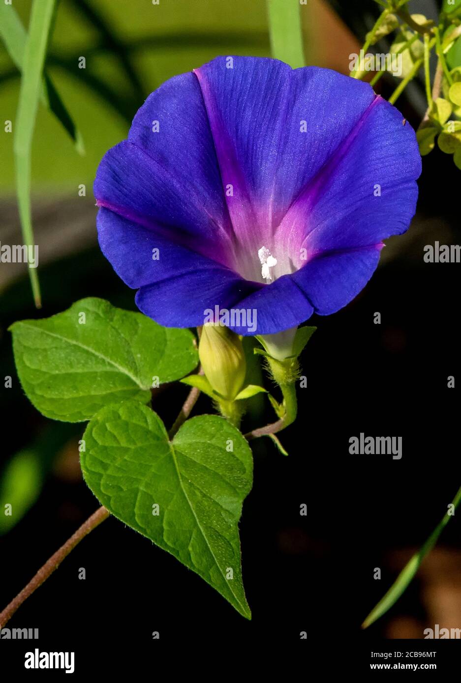 Blue Morning Glory in full bloom Stock Photo - Alamy