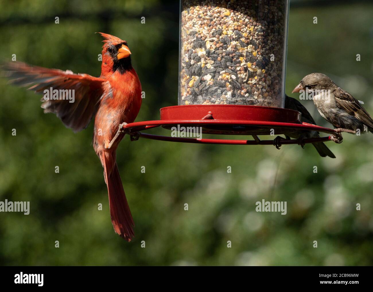 Northern Cardinal balances on the feeder with wing extended Stock Photo ...