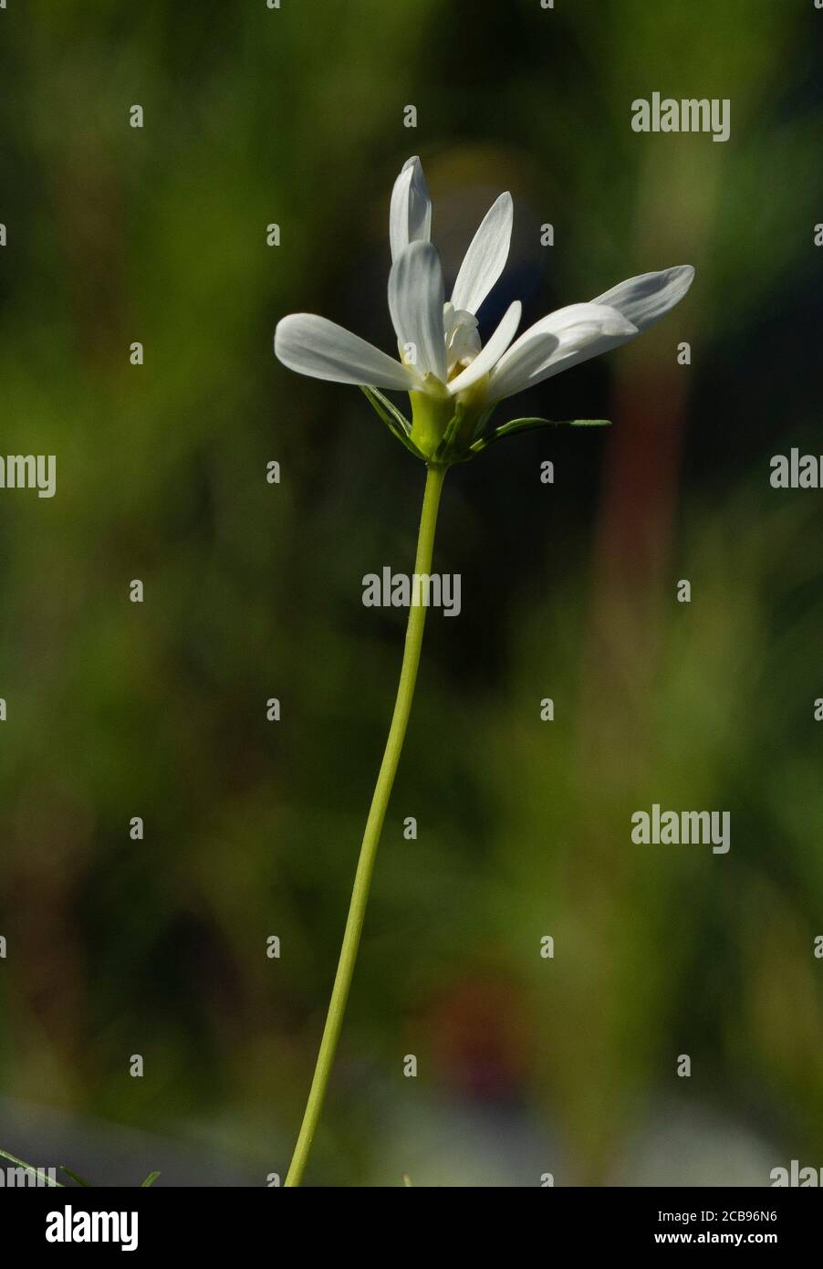 Thin stem hi-res stock photography and images - Alamy