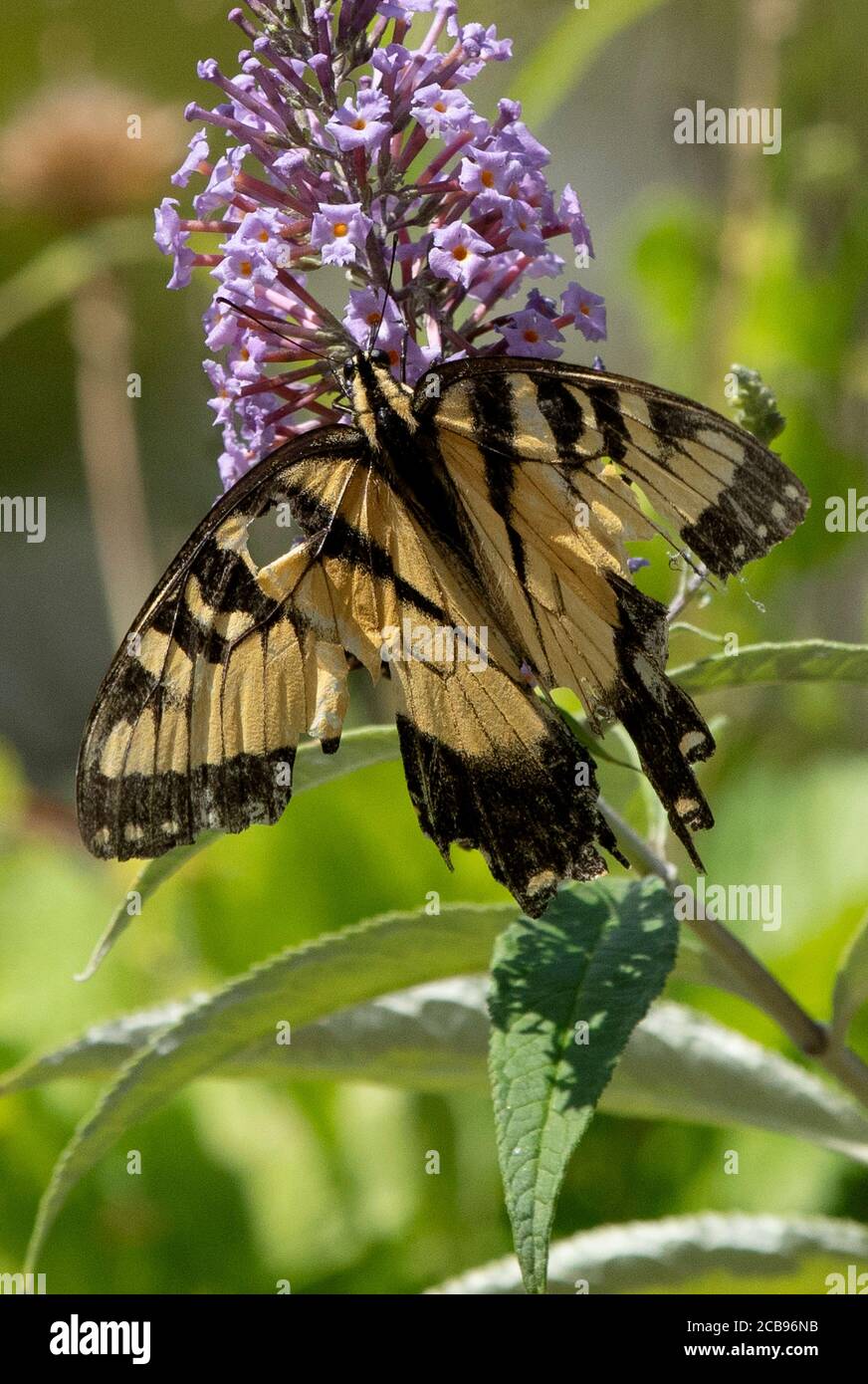 A Monarch Butterfly lands on a Butterfly Bush Stock Photo - Alamy