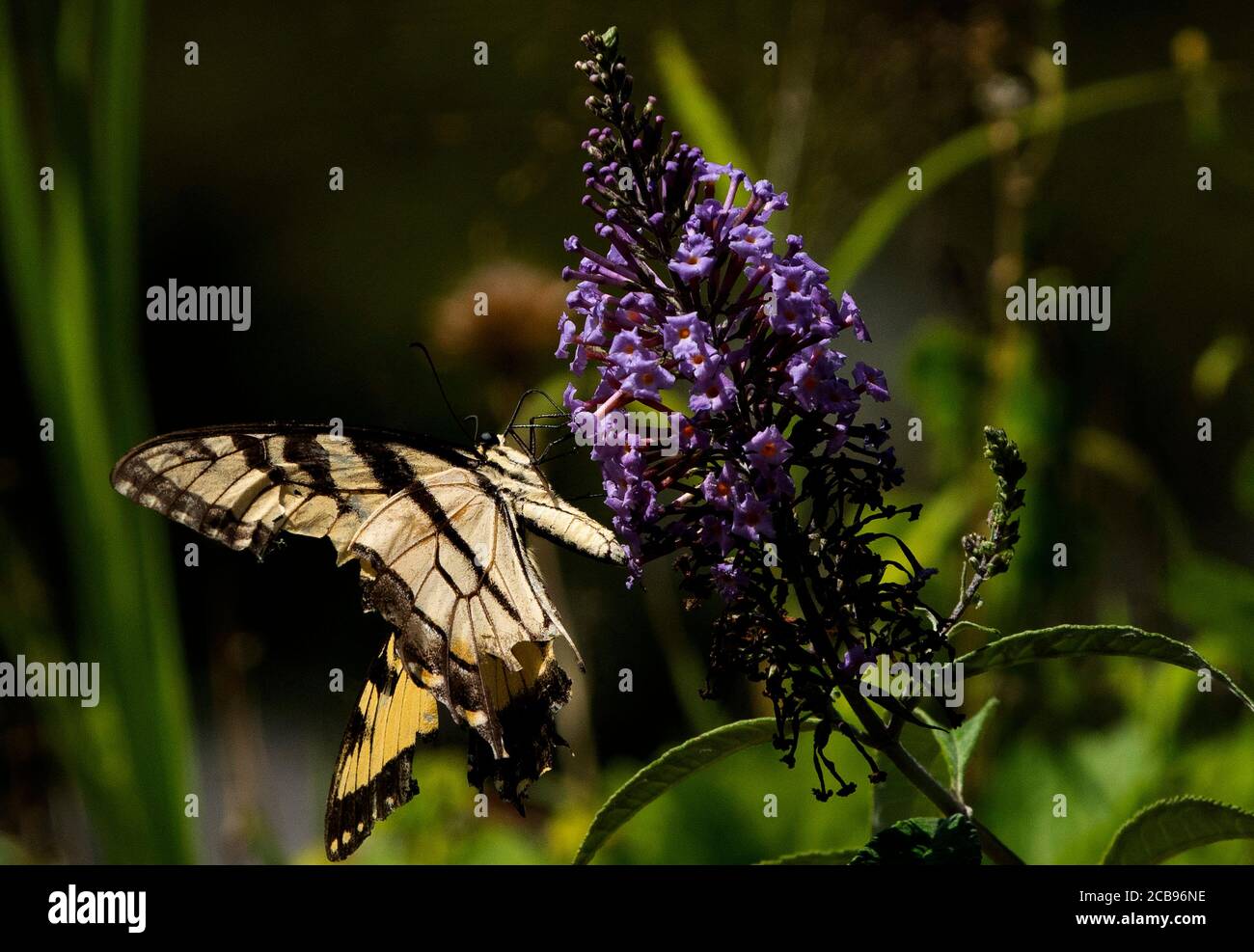 Butterfly lands on a Butterfly Bush Stock Photo - Alamy