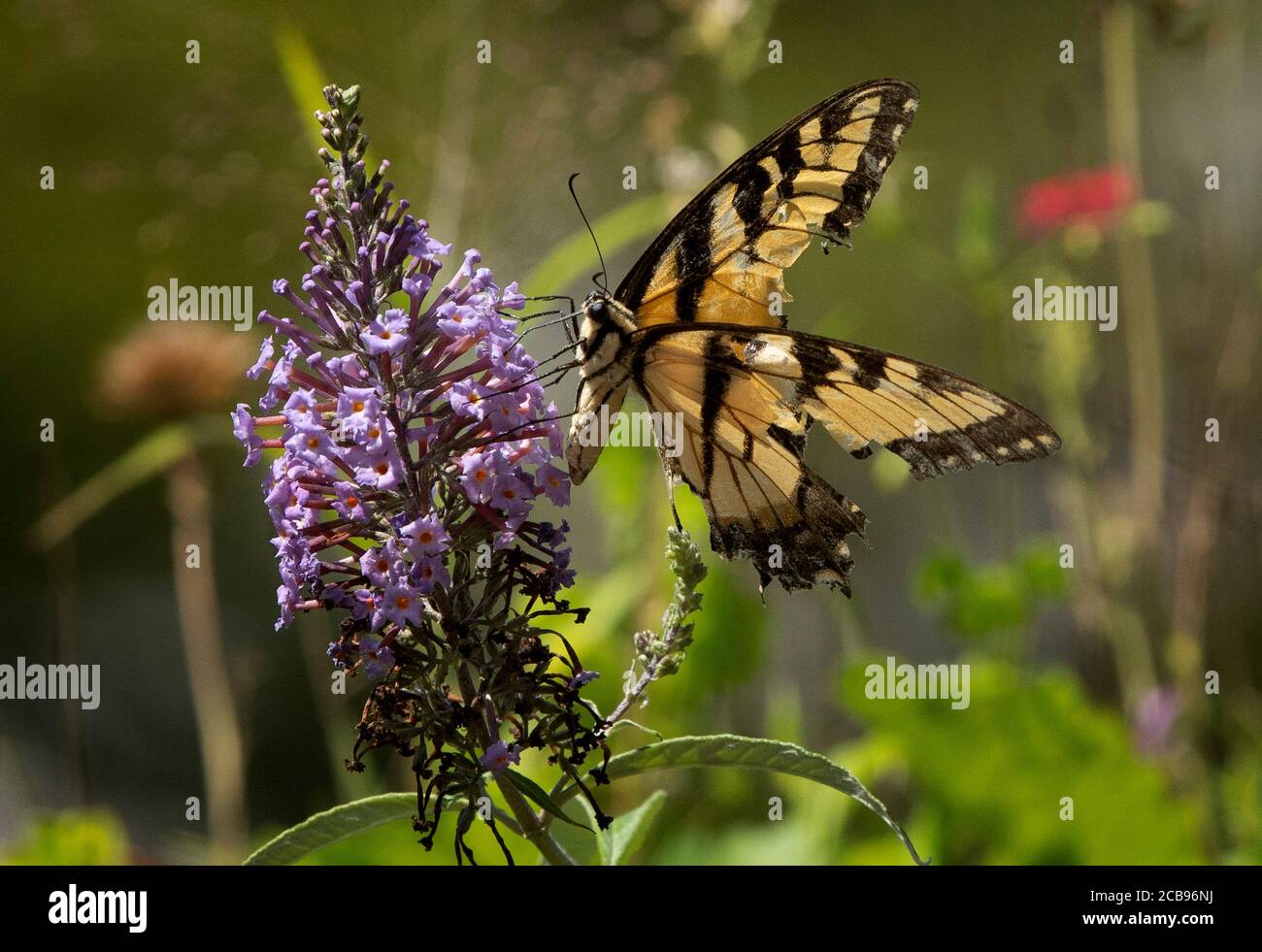 Monarch Butterfly lands on a Bush Stock Photo - Alamy