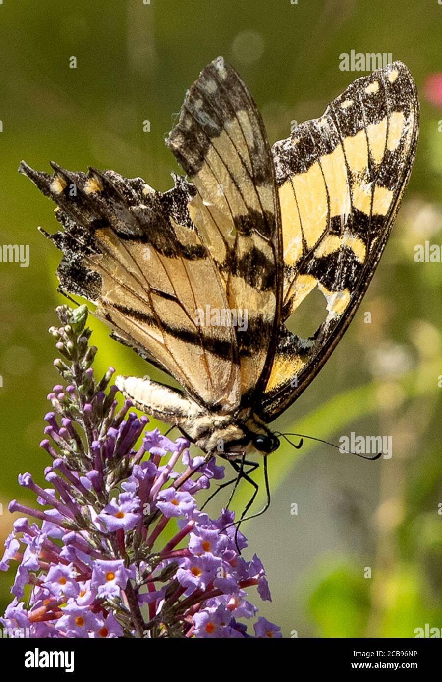 Monarch Butterfly lands on a Butterfly Bush Stock Photo - Alamy