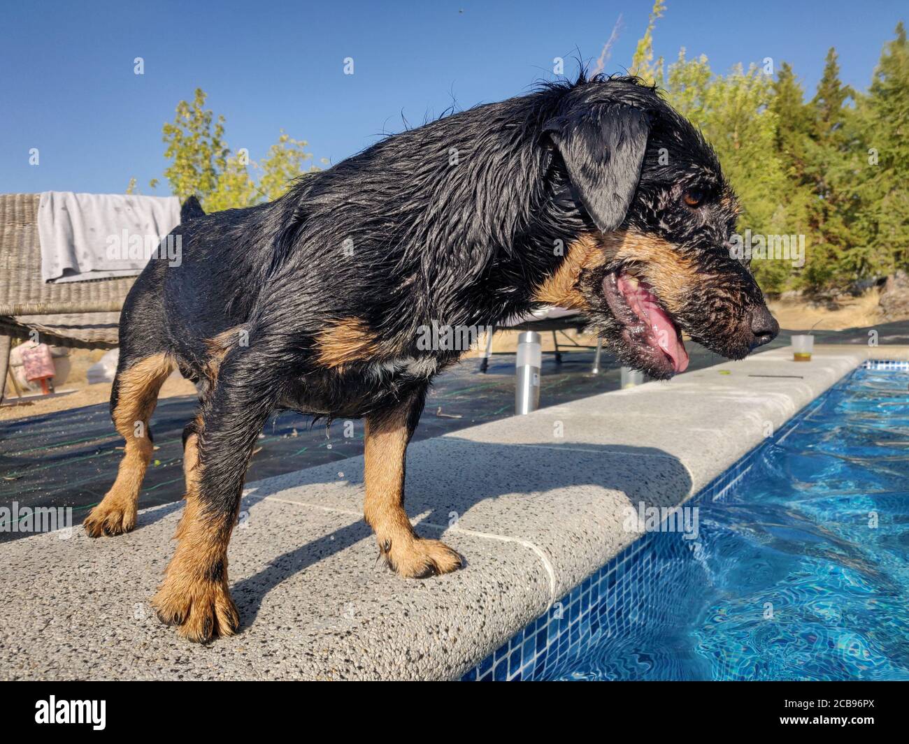 Closeup of a wet rottweiler puppy enjoying a sunny day at a pool Stock ...