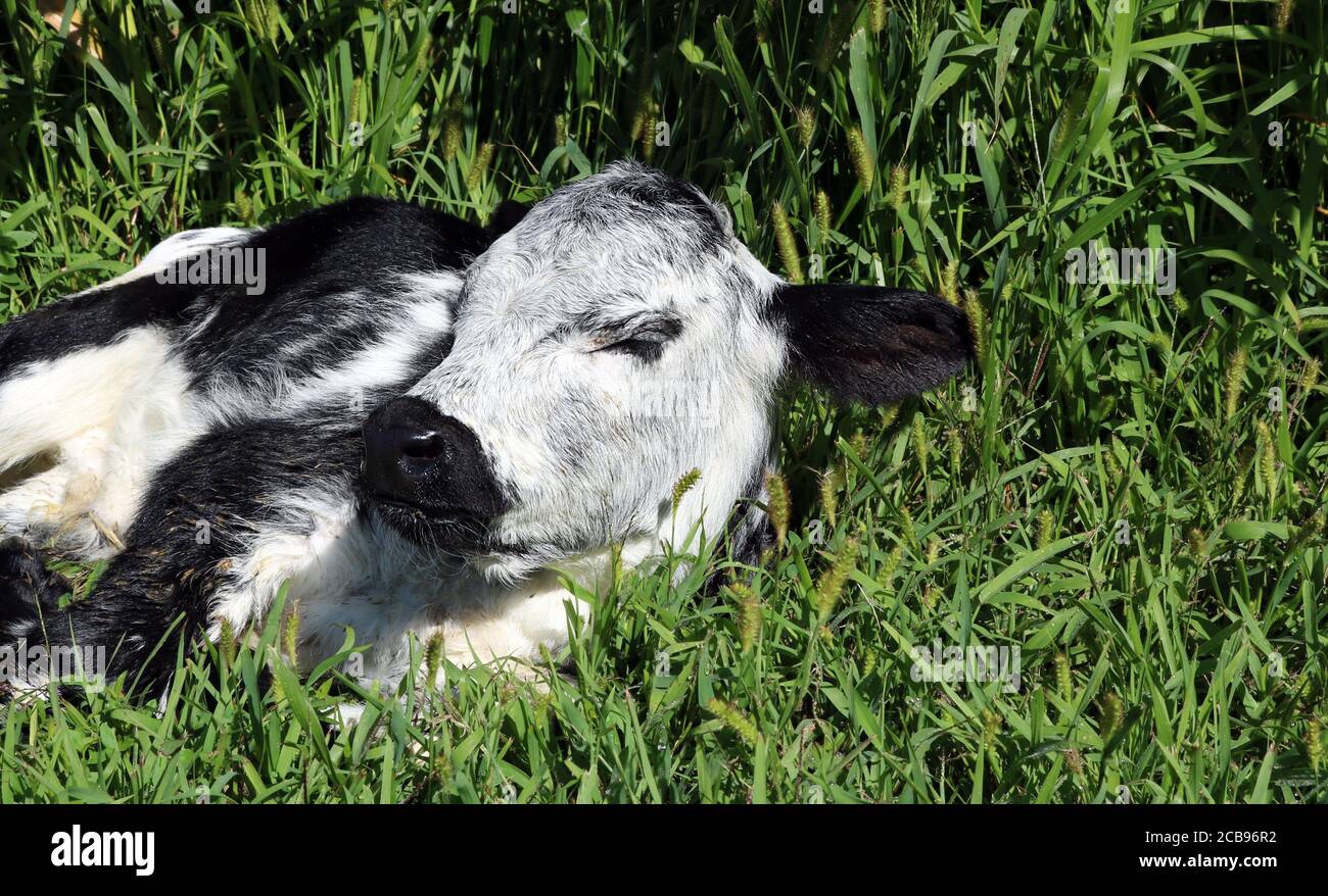 Corn bull hi-res stock photography and images - Alamy