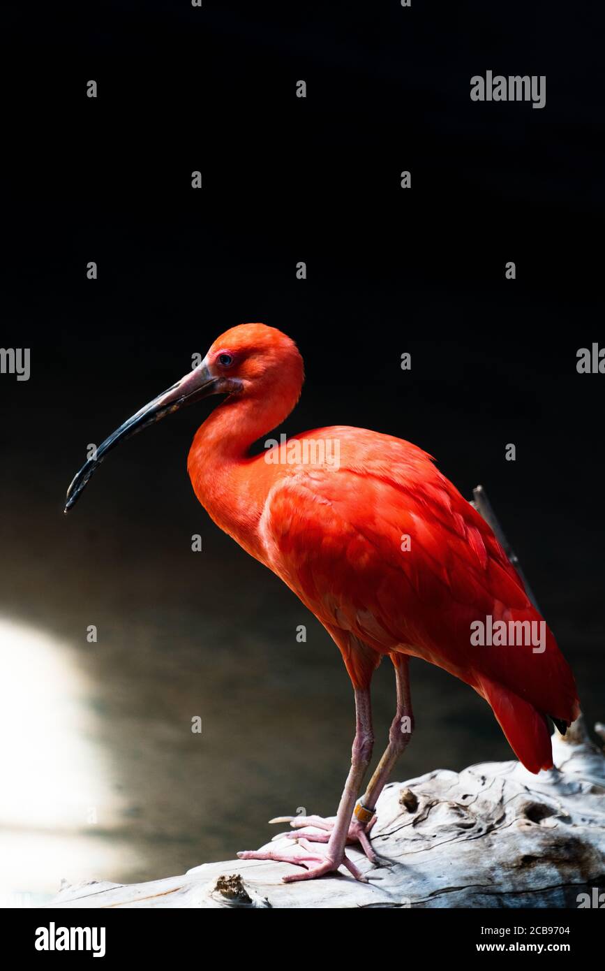 Closeup of a red Ibis Stock Photo - Alamy