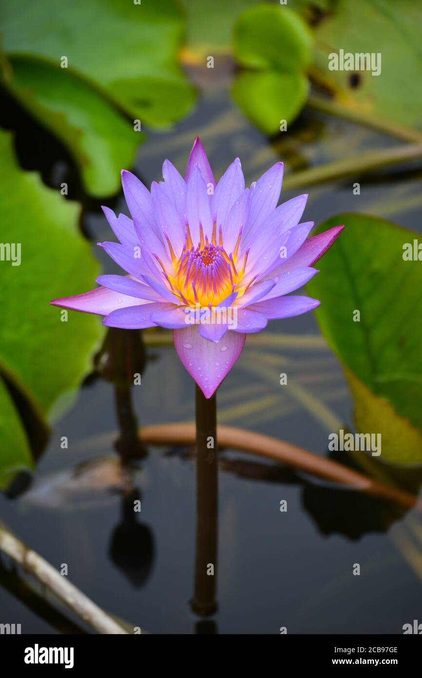 Beautiful waterlily or lotus flower in pond Stock Photo - Alamy