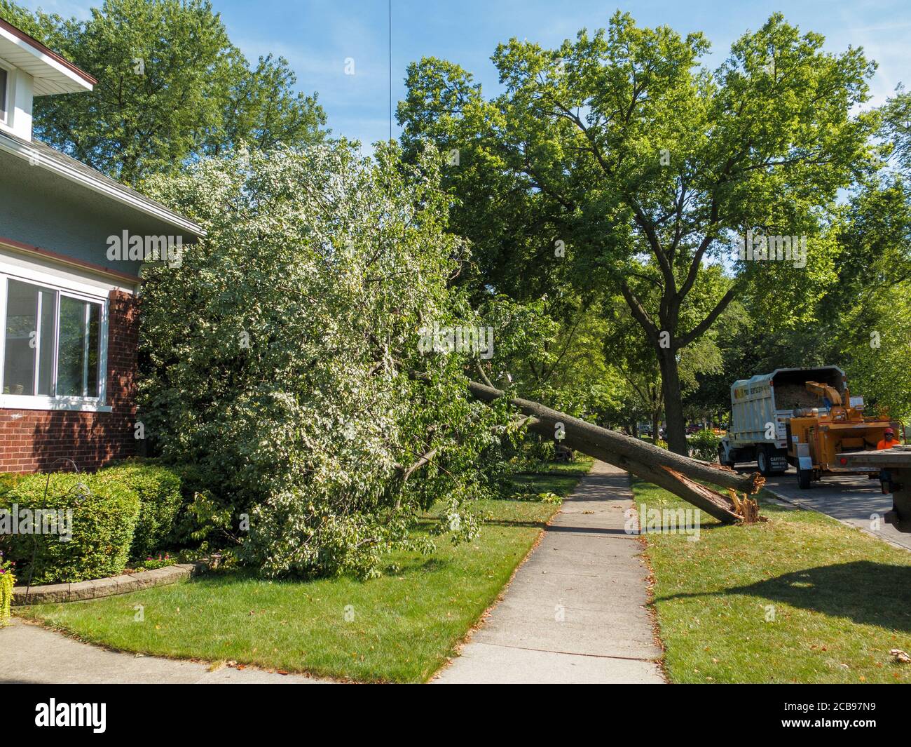Blowdown tree hi-res stock photography and images - Alamy