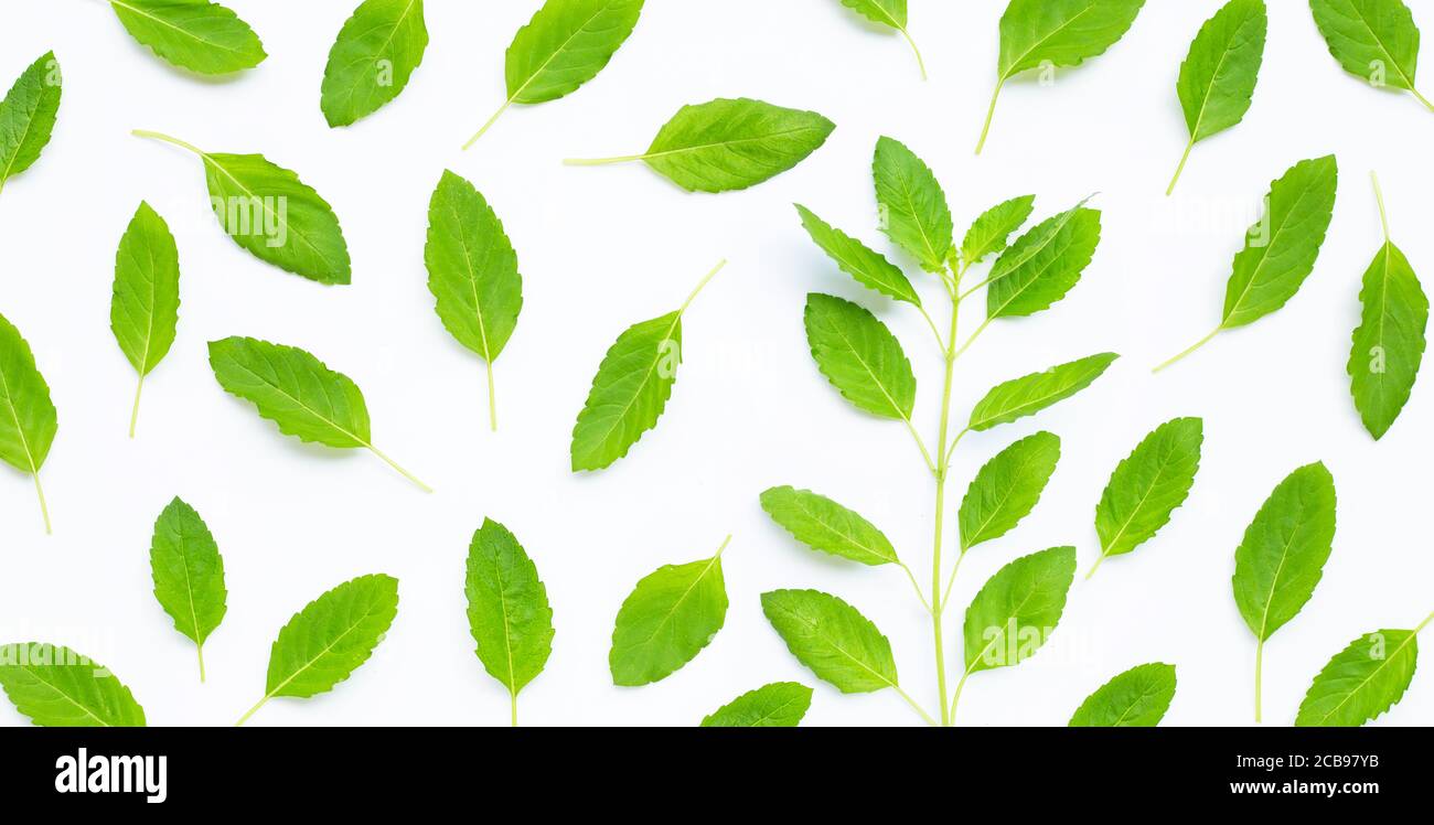 Fresh holy basil leaves on white background. Top view Stock Photo - Alamy