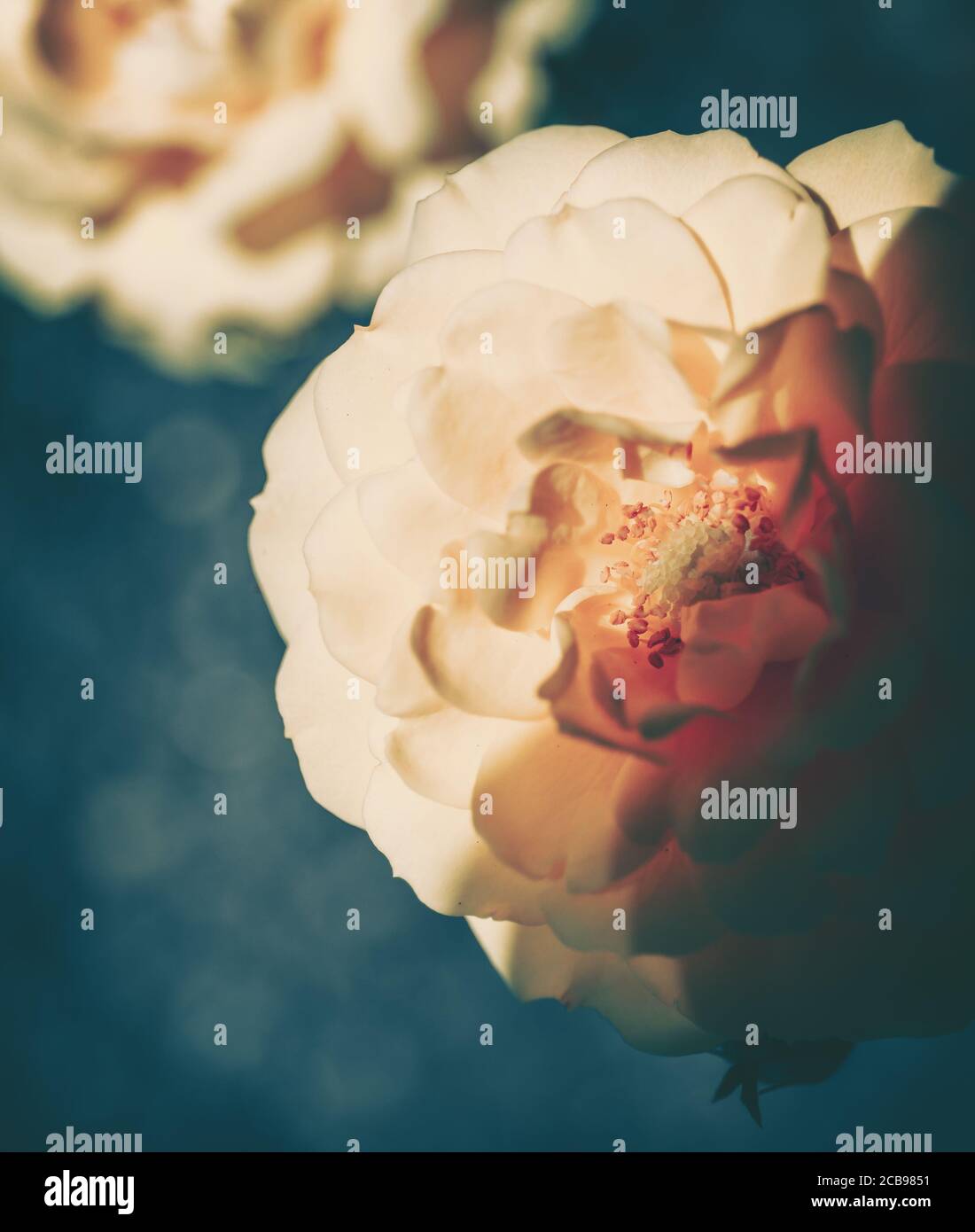 Beautiful Rose on Vintage style; nature background Stock Photo - Alamy