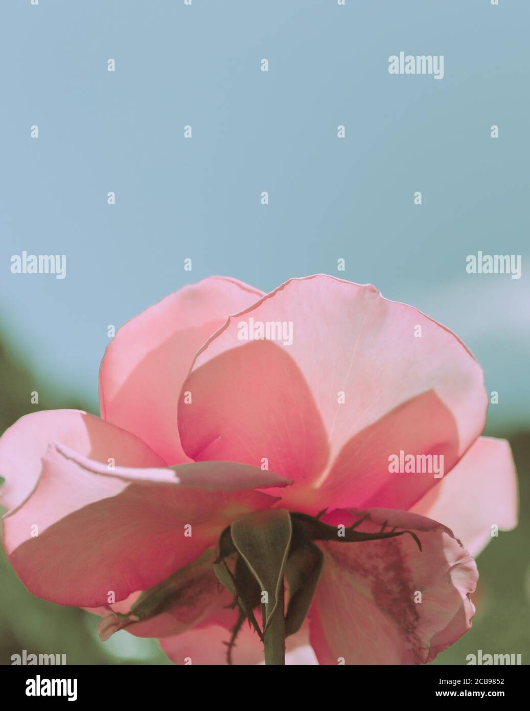 Beautiful Rose on Vintage style; nature background Stock Photo - Alamy