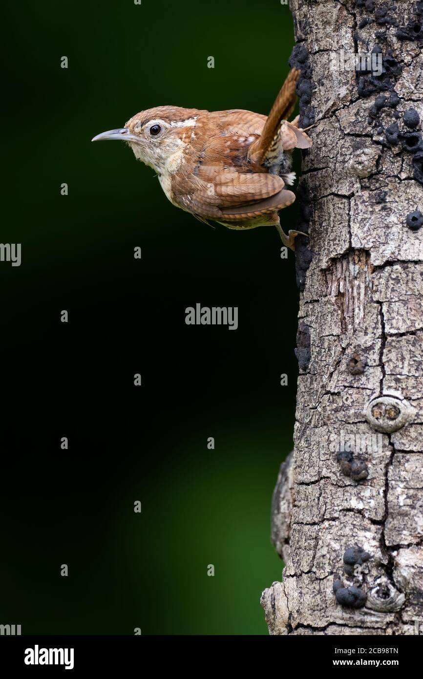 A Carolina chickadee crawling along a tree Stock Photo - Alamy