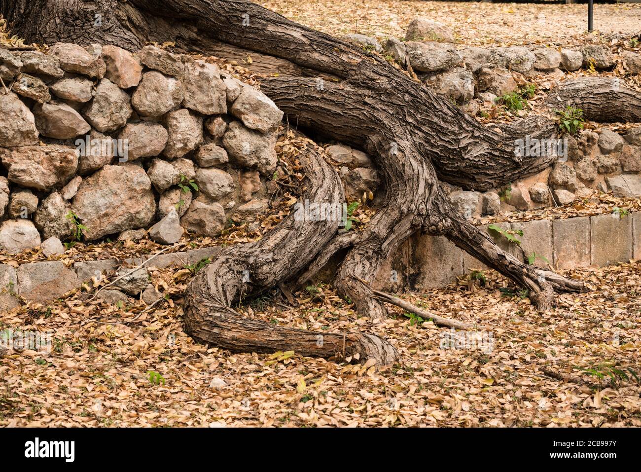 Tree roots growing on the ruins of the Mayan city of Uxmal in Yucatan ...