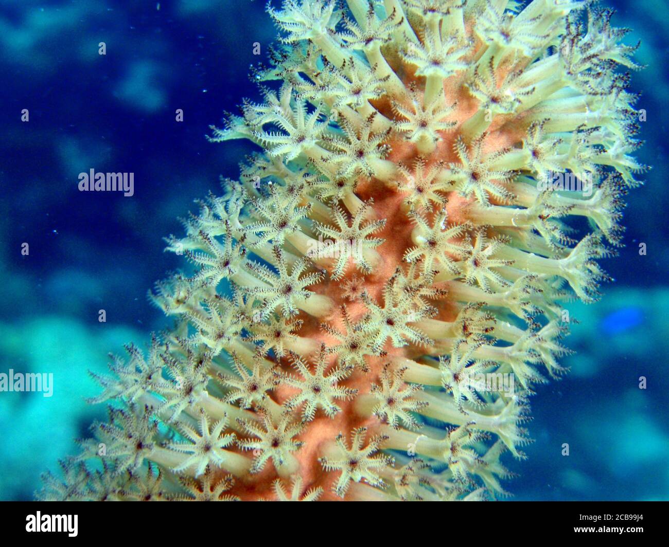 Scenics from the coral reefs of the mesoamerican barrier. Mayan Riviera ...