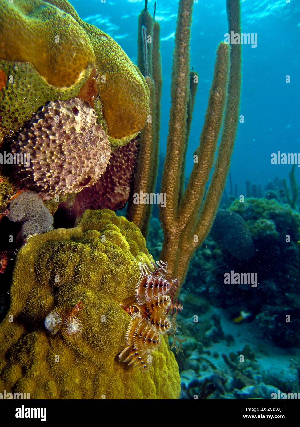 Scenics from the coral reefs of the mesoamerican barrier. Mayan Riviera ...