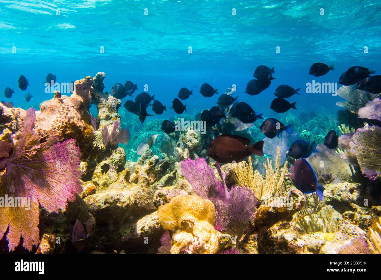 Scenics from the coral reefs of the mesoamerican barrier. Mayan Riviera ...