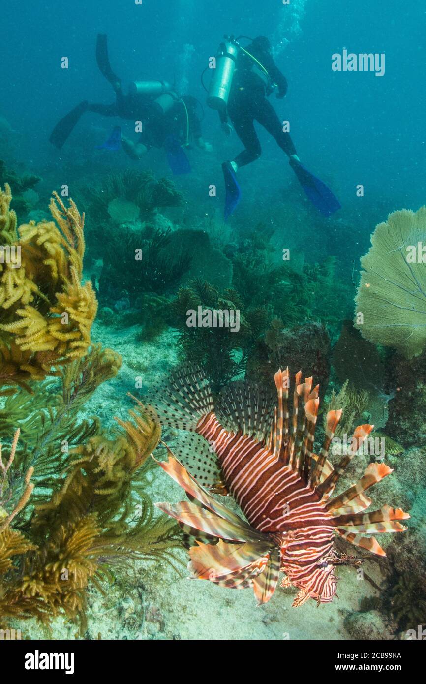 Divers interacting with wildlife in the reef of the mexican caribbean ...