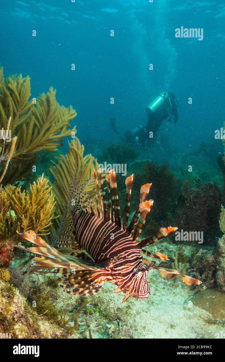Divers interacting with wildlife in the reef of the mexican caribbean ...