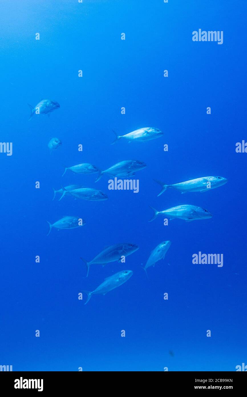 Fish from the reefs of the Mexican Caribbean. Riviera maya, Quintana ...