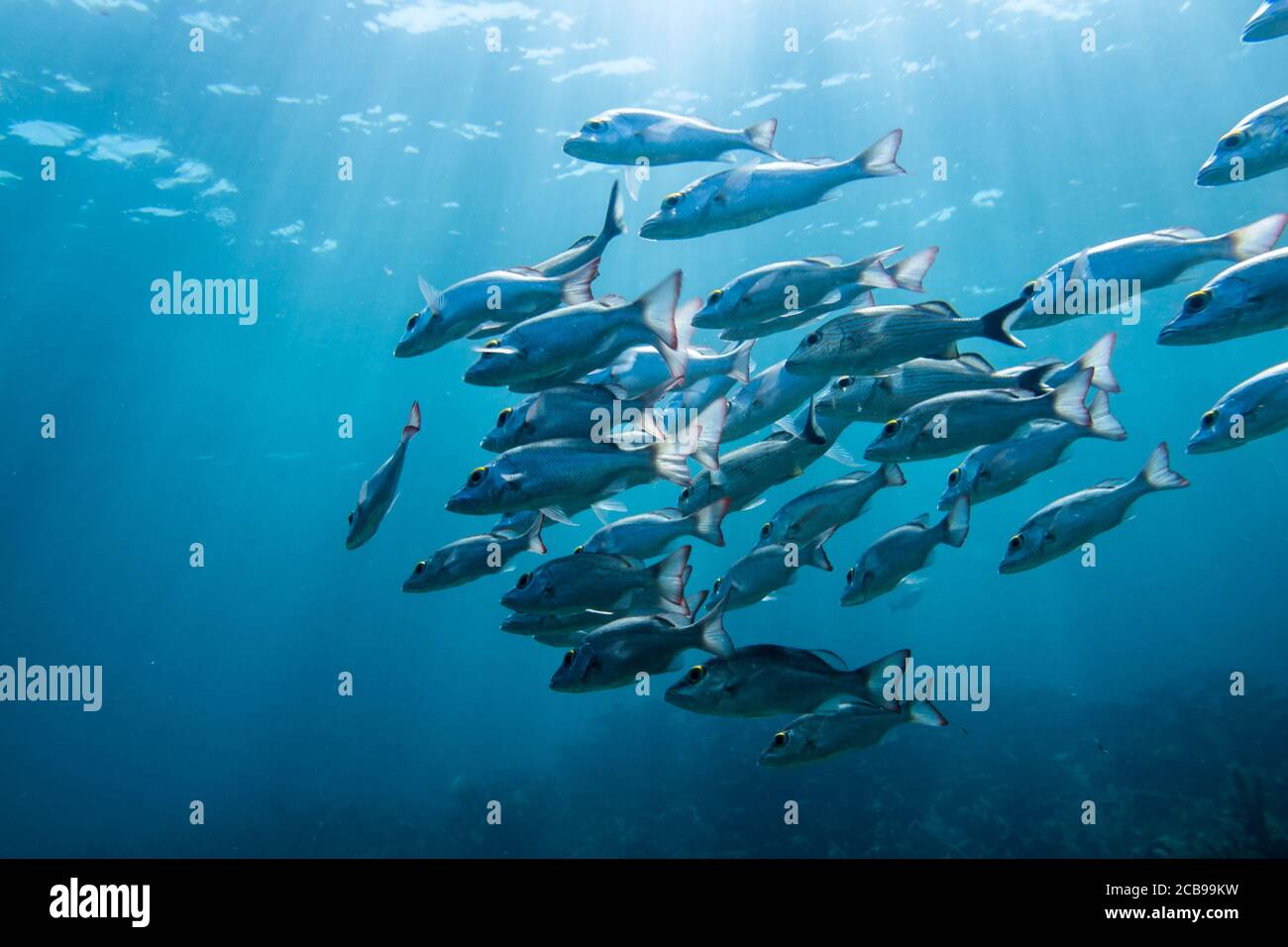 Fish from the reefs of the Mexican Caribbean. Riviera maya, Quintana ...