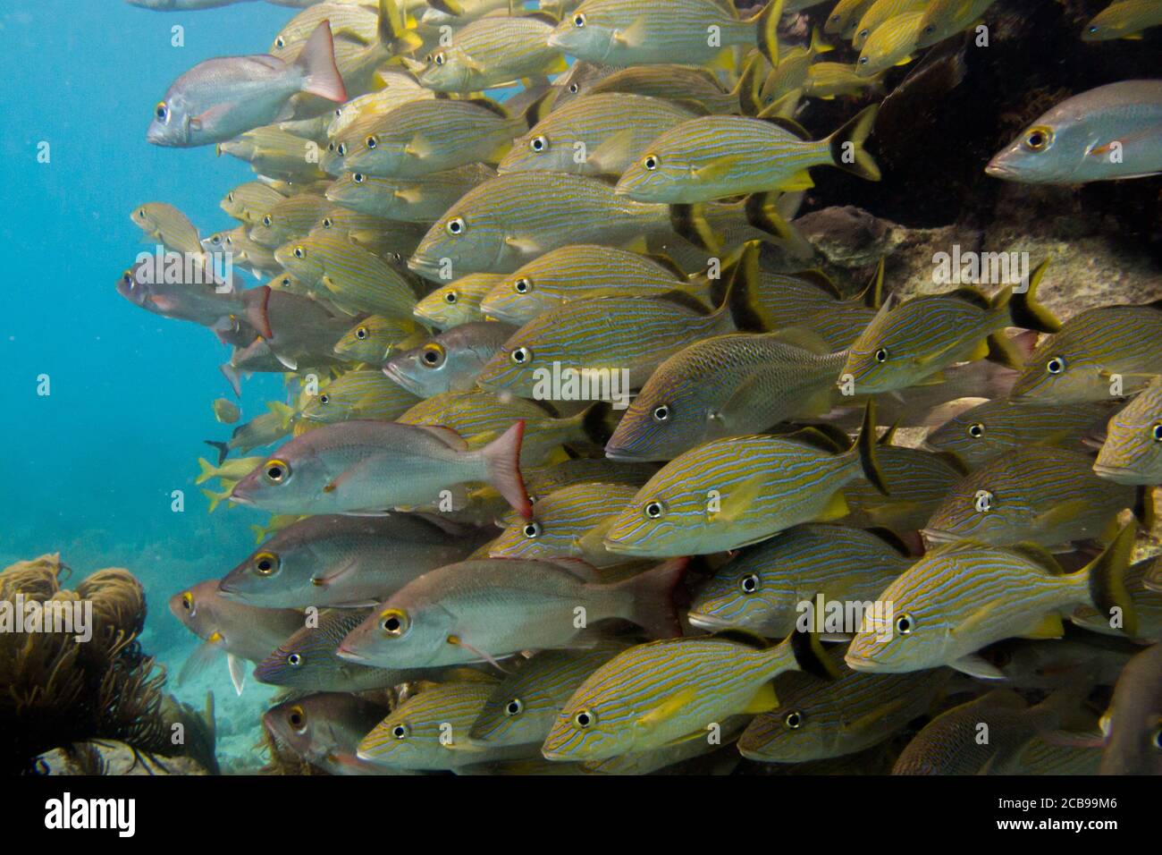 Fish from the reefs of the Mexican Caribbean. Riviera maya, Quintana ...