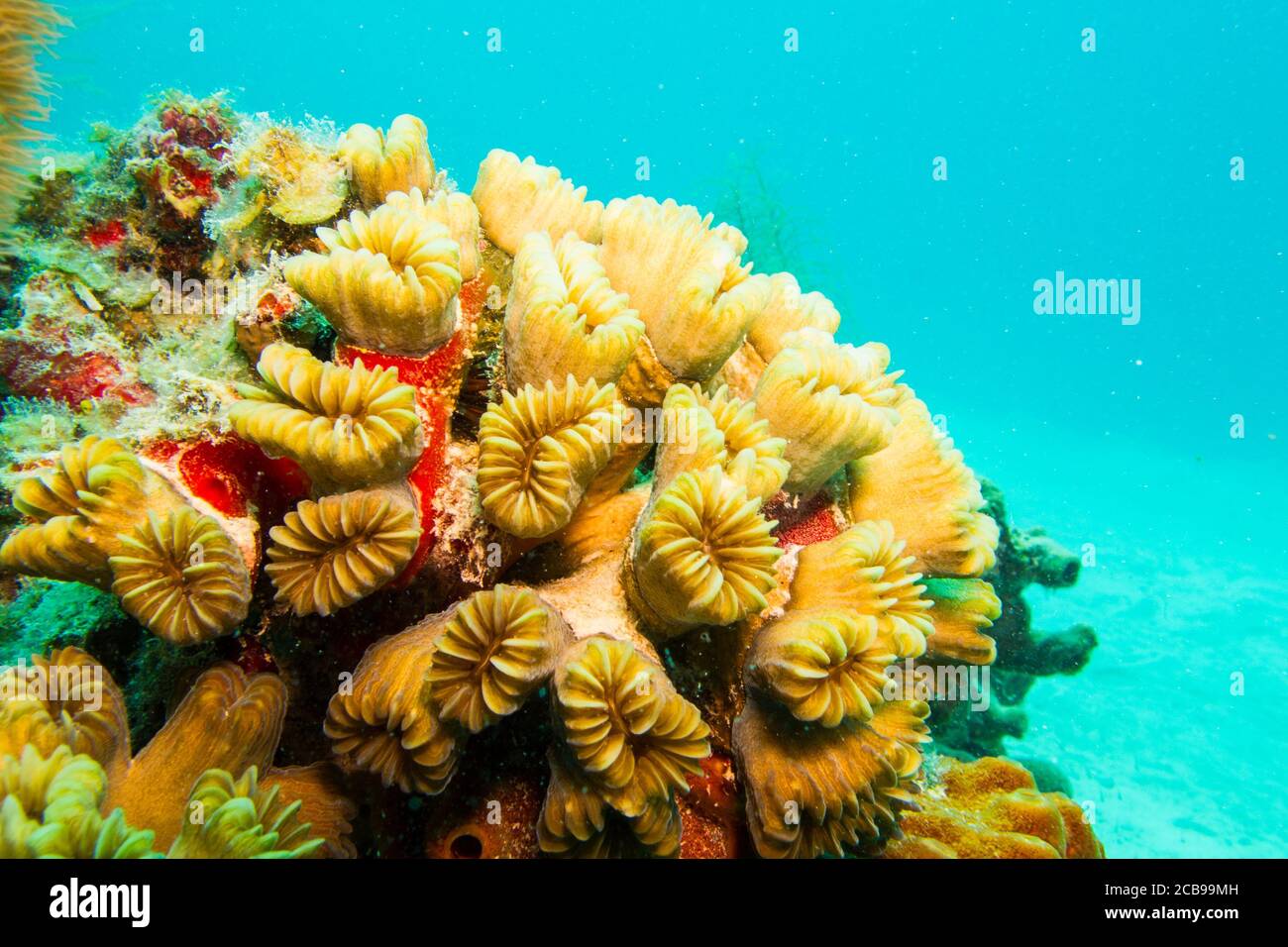 Scenics from the coral reefs of the mesoamerican barrier. Mayan Riviera ...