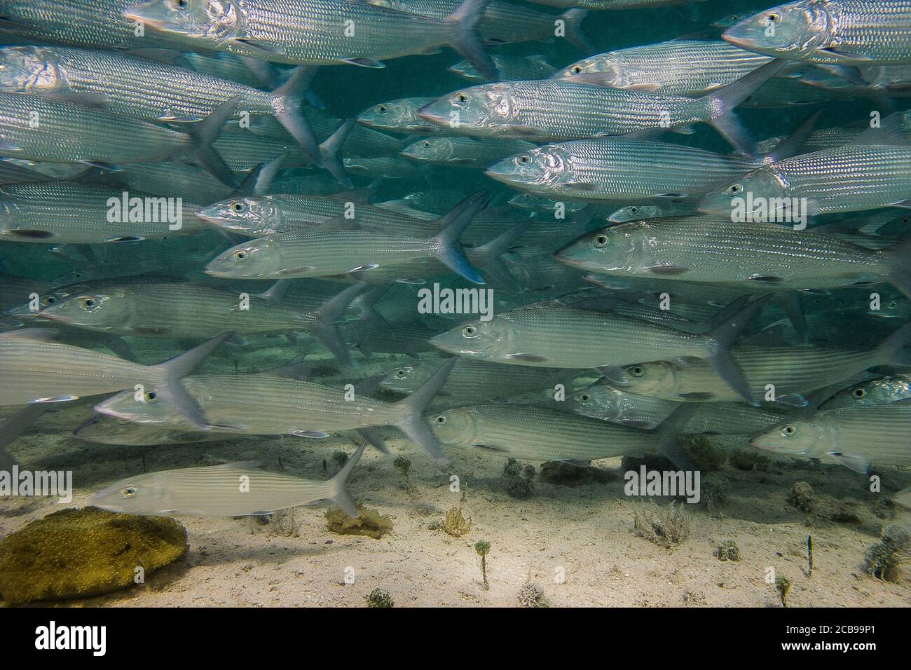 Fish from the reefs of the Mexican Caribbean. Riviera maya, Quintana ...
