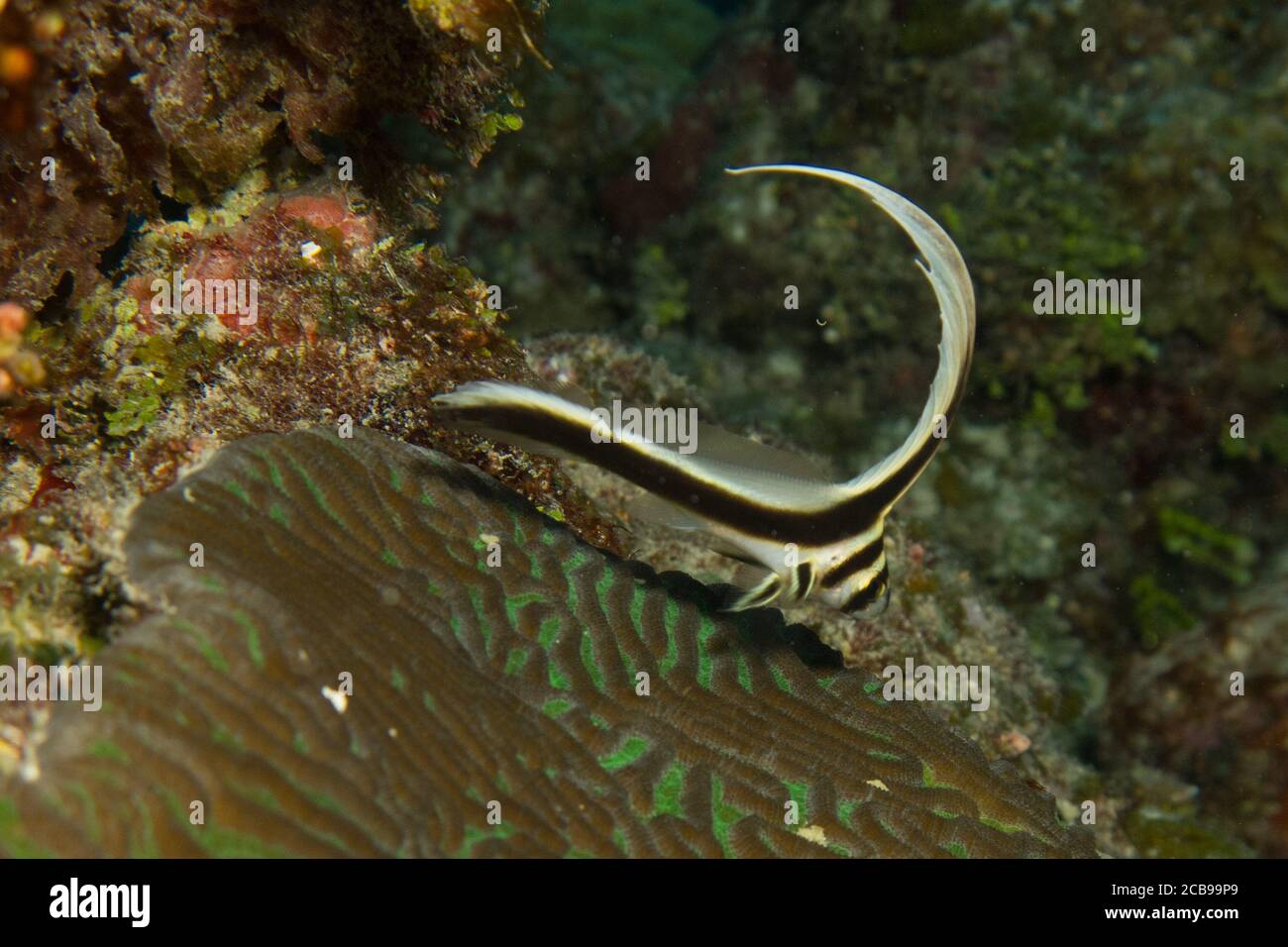Fish from the reefs of the Mexican Caribbean. Riviera maya, Quintana ...