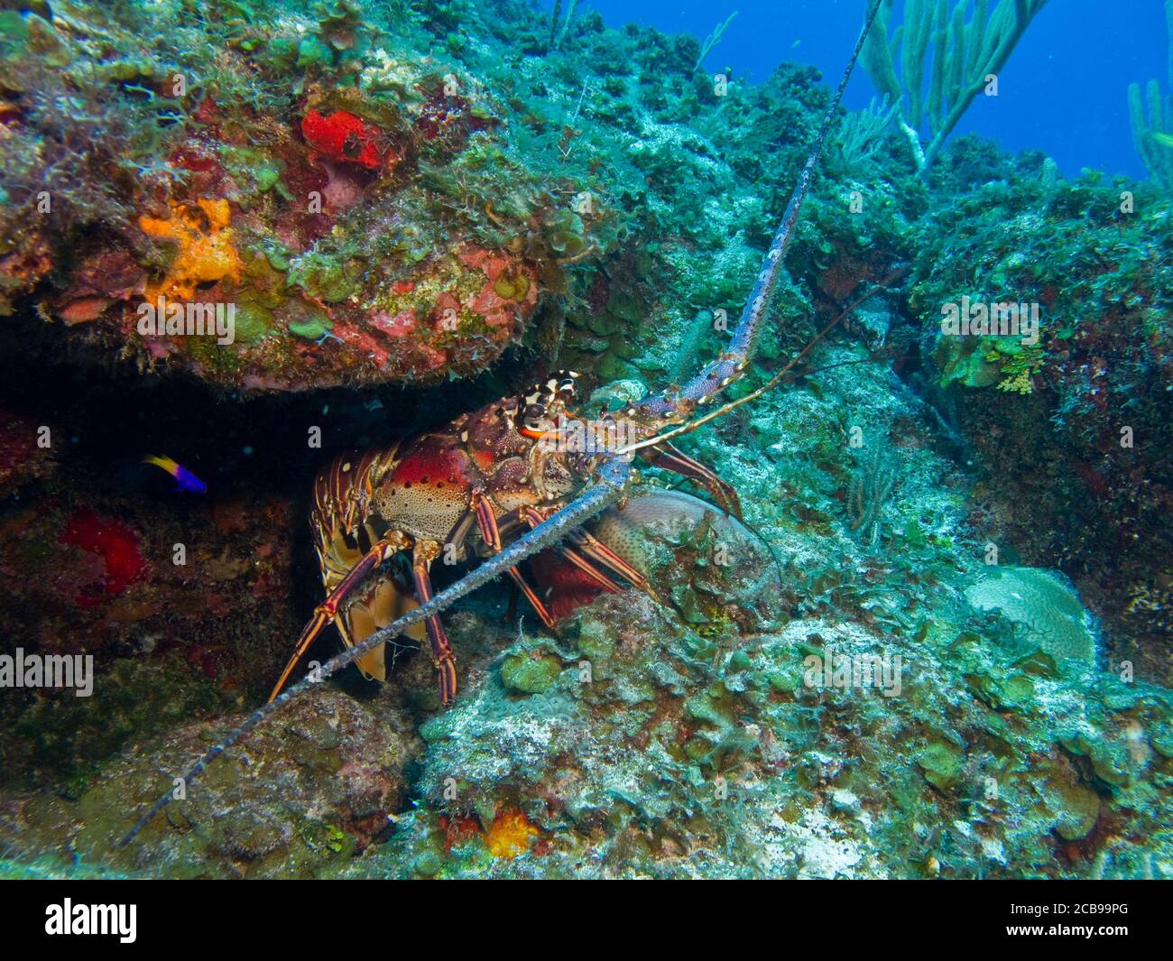 Spiny lobster (Panulirus argus) from the caribbean reefs, Mexico Stock ...
