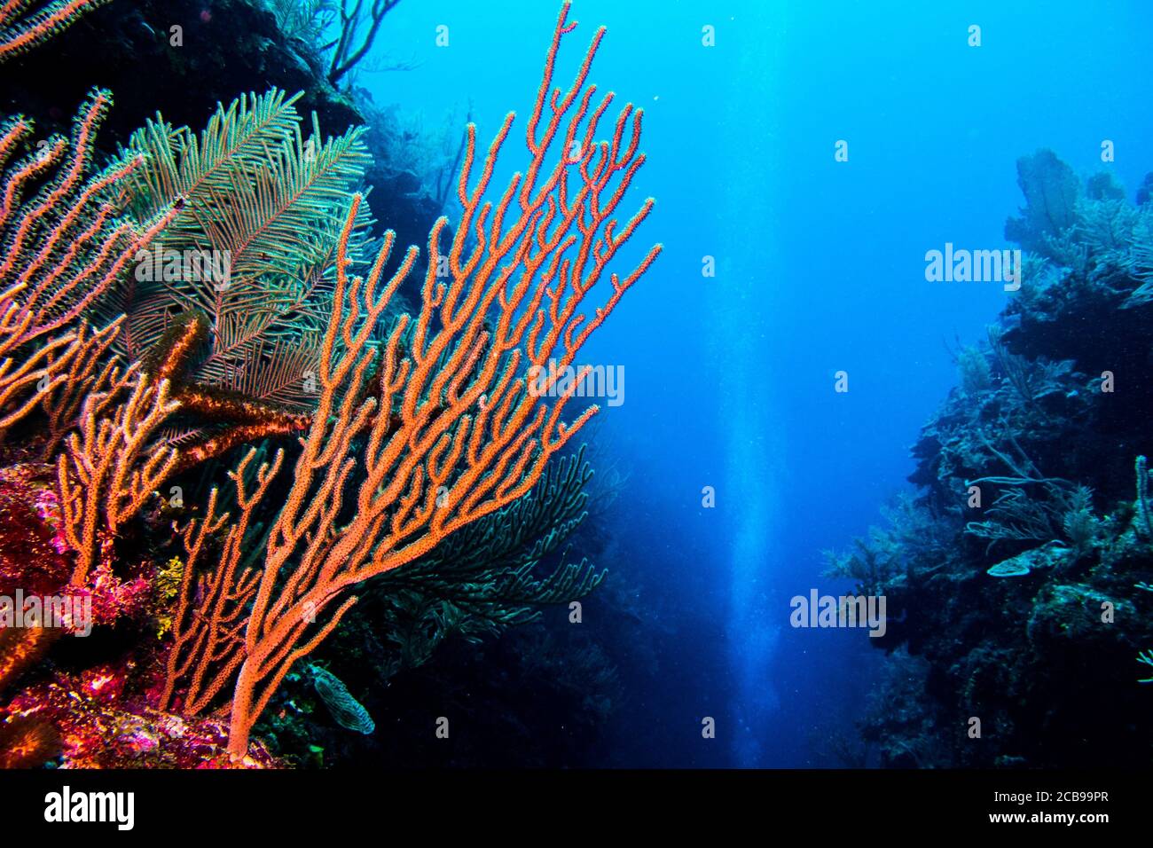 Scenics from the coral reefs of the mesoamerican barrier. Mayan Riviera ...
