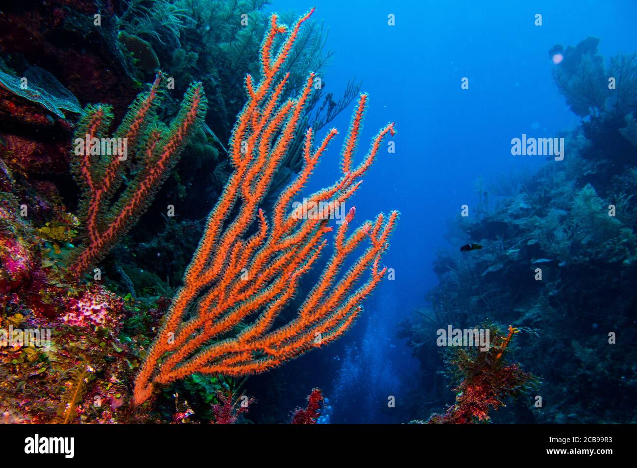 Scenics from the coral reefs of the mesoamerican barrier. Mayan Riviera ...