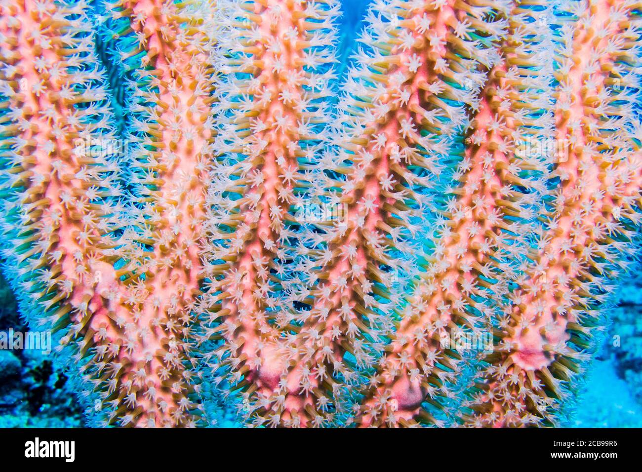 Scenics from the coral reefs of the mesoamerican barrier. Mayan Riviera ...