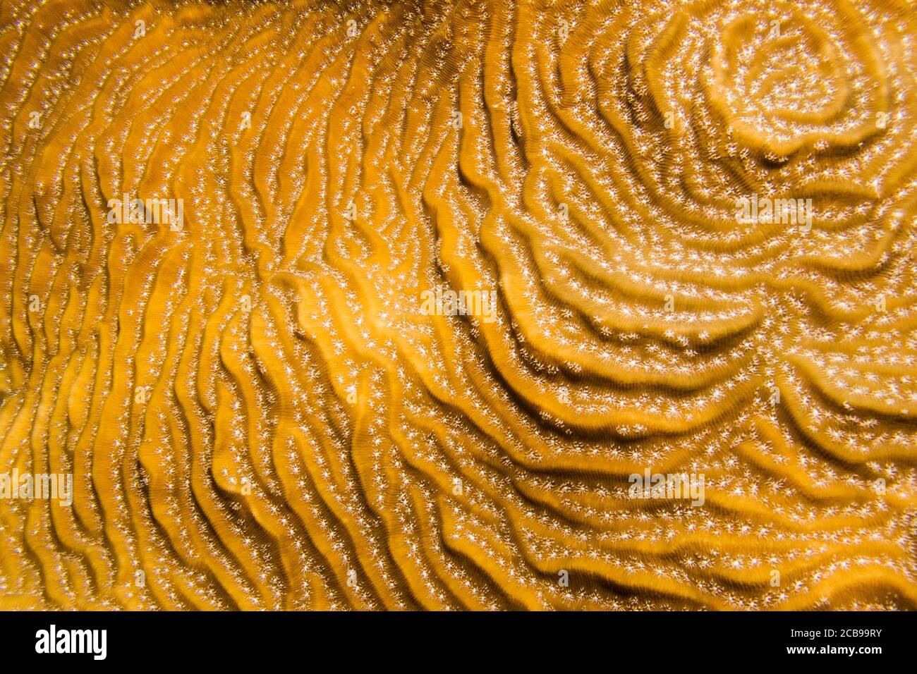 Scenics from the coral reefs of the mesoamerican barrier. Mayan Riviera ...