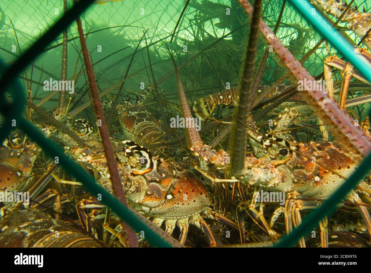Spiny lobster (Panulirus argus) from the caribbean reefs, Mexico Stock ...