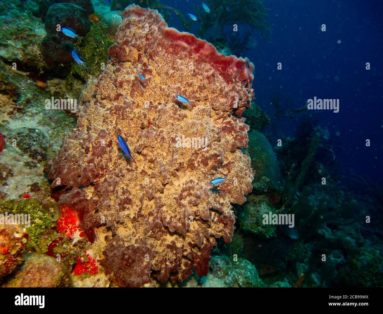 sponges from the coral reefs of the mesoamerican barrier. Mayan Riviera ...