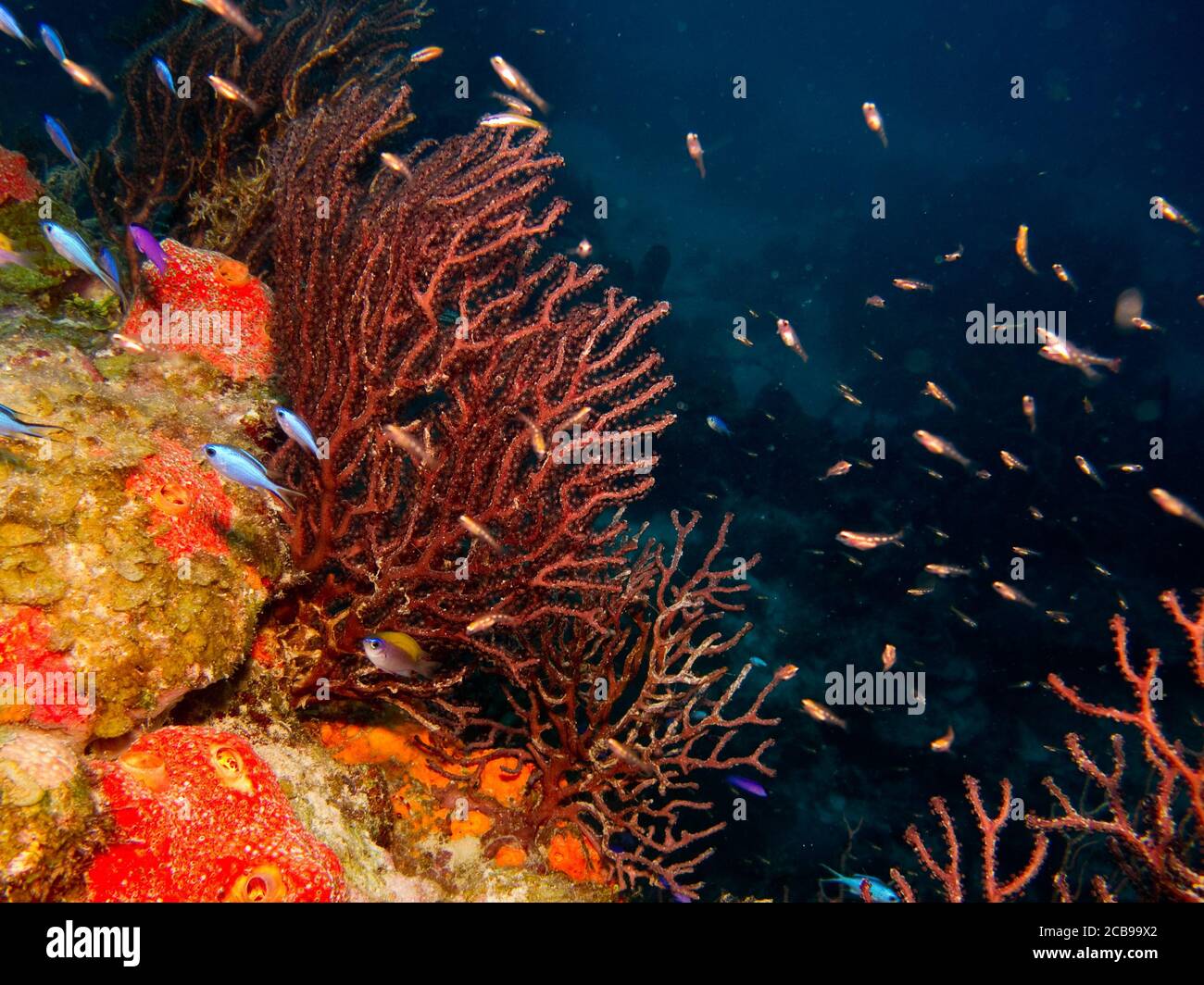 Scenics from the coral reefs of the mesoamerican barrier. Mayan Riviera ...