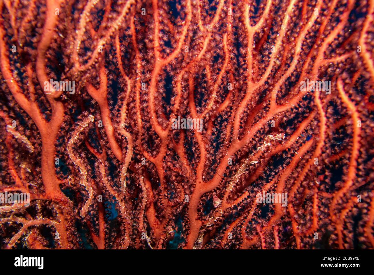 Scenics from the coral reefs of the mesoamerican barrier. Mayan Riviera ...