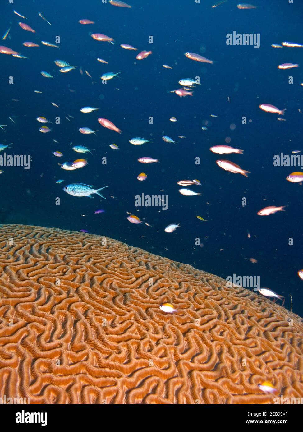 Scenics from the coral reefs of the mesoamerican barrier. Mayan Riviera ...